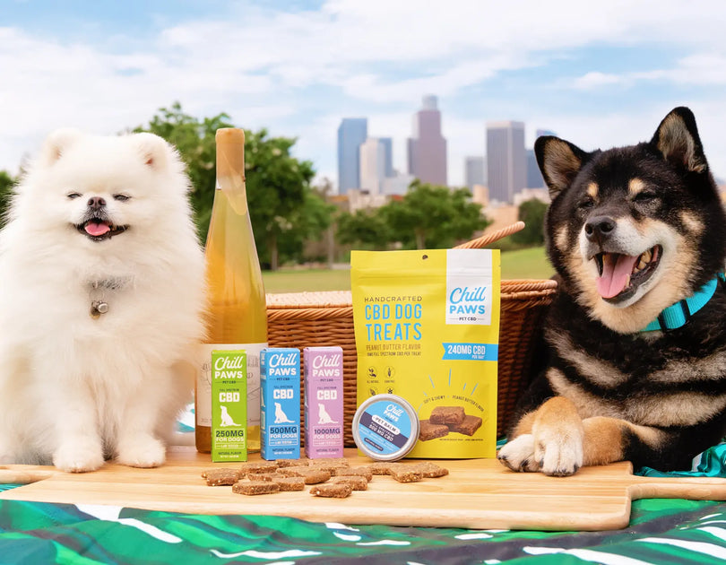 Top Signs Your Pet Needs CBD | Blog - Chill Paws