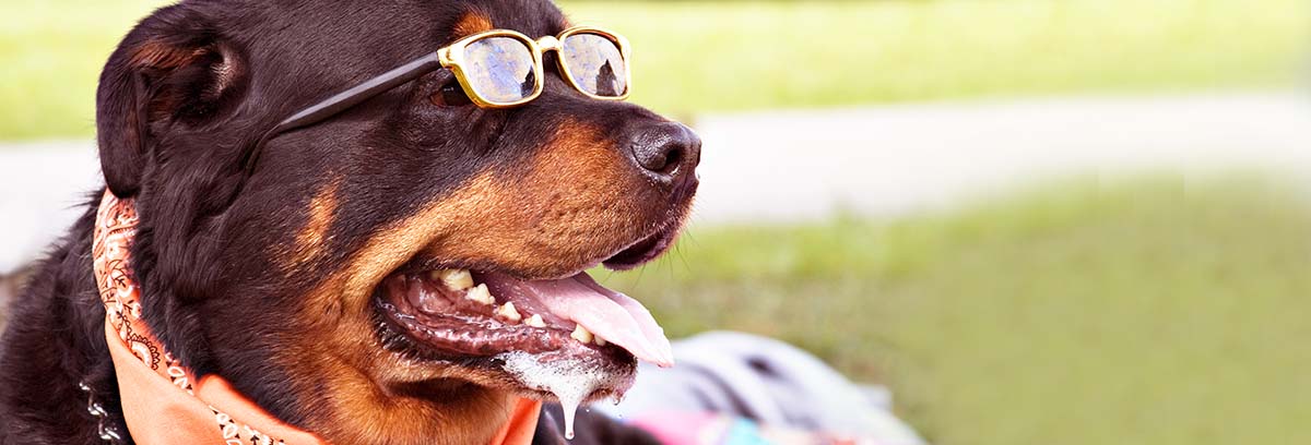 Excessive Drooling In Dogs: How CBD Can Help | Chill Paws