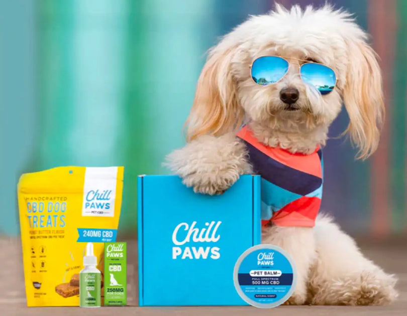How To Incorporate CBD Oil into Your Dog’s Daily Routine | Chill Paws