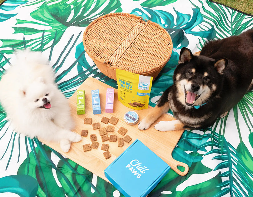 Dog Hemp Treats: Applications & Benefits | Chill Paws