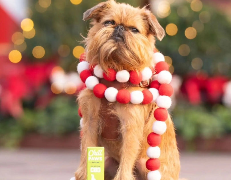 The Potential of Full-Spectrum CBD for Dogs