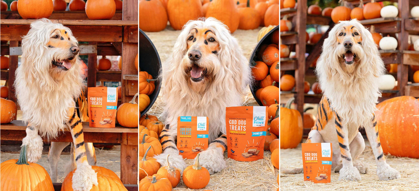 CBD For Dogs | Chill Paws