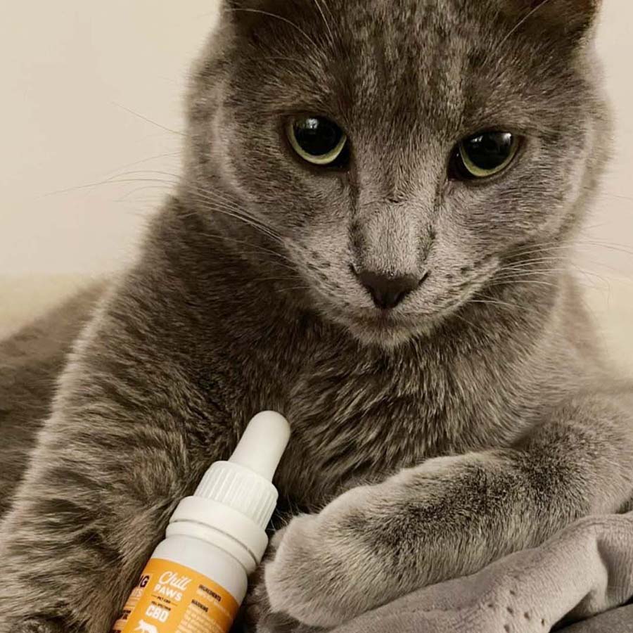 CBD Oil for Cats 250mg | Order Online | Chill Paws