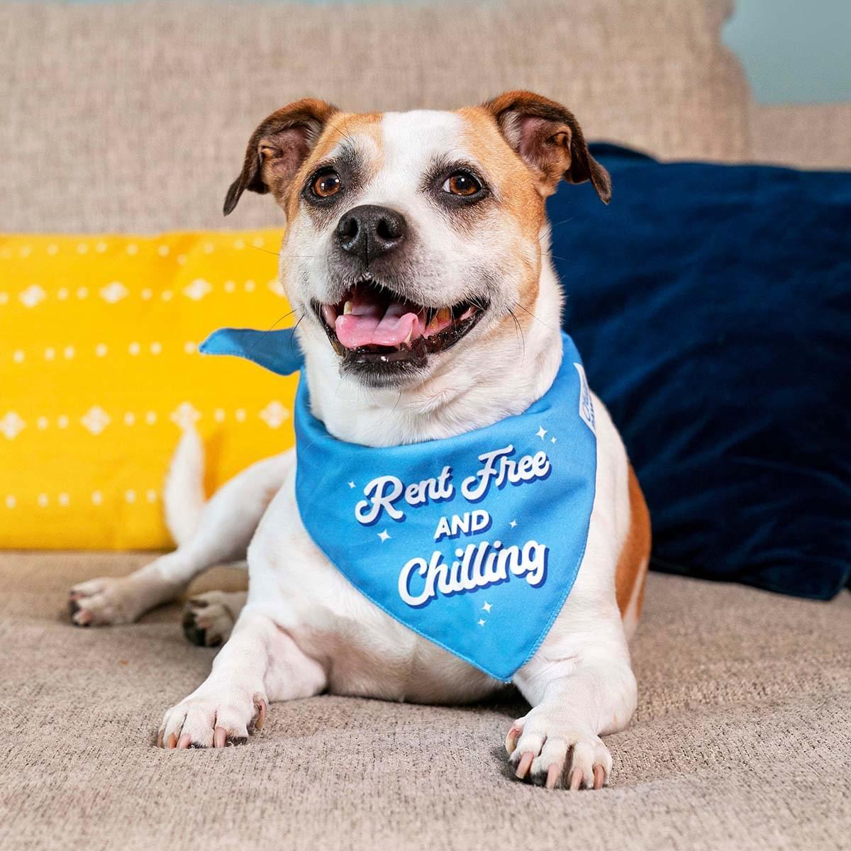 CBD Oil For Dogs | Shop - Chill Paws